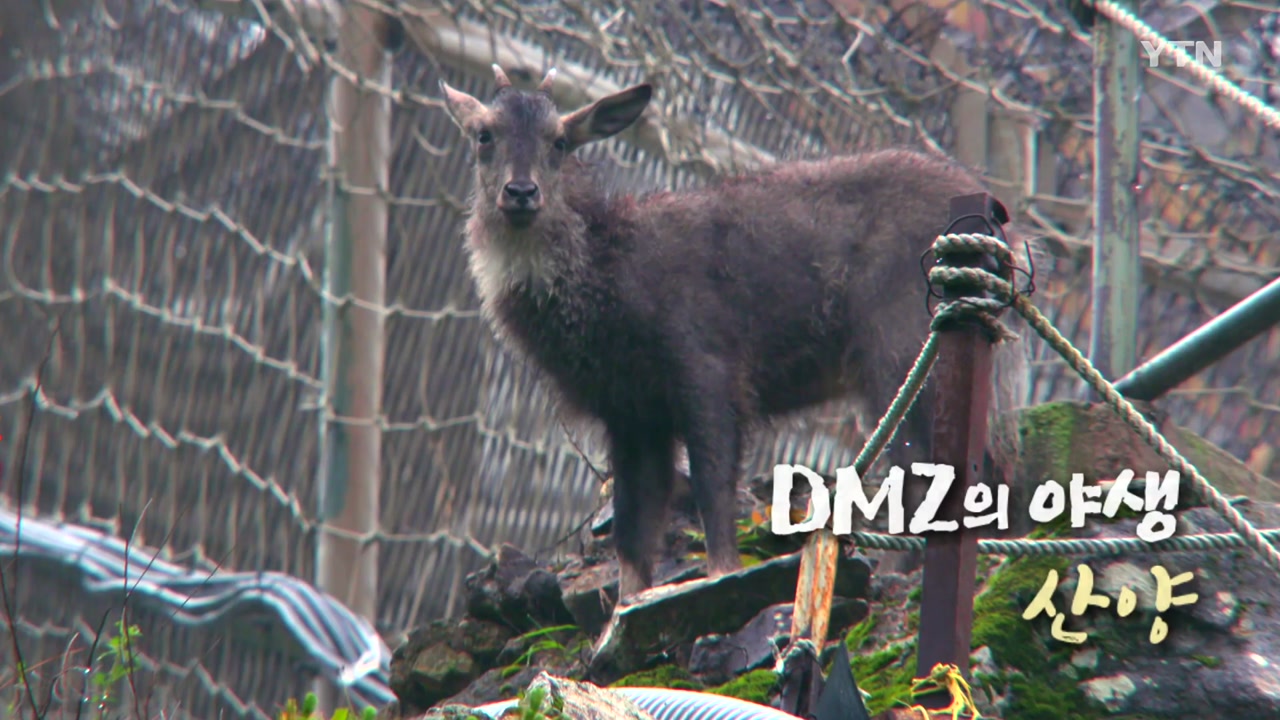 [사회][DMZ의 야생] 산양 | YTN