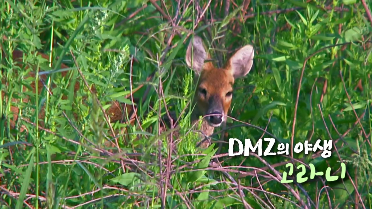 [사회][DMZ의 야생] 고라니 | YTN
