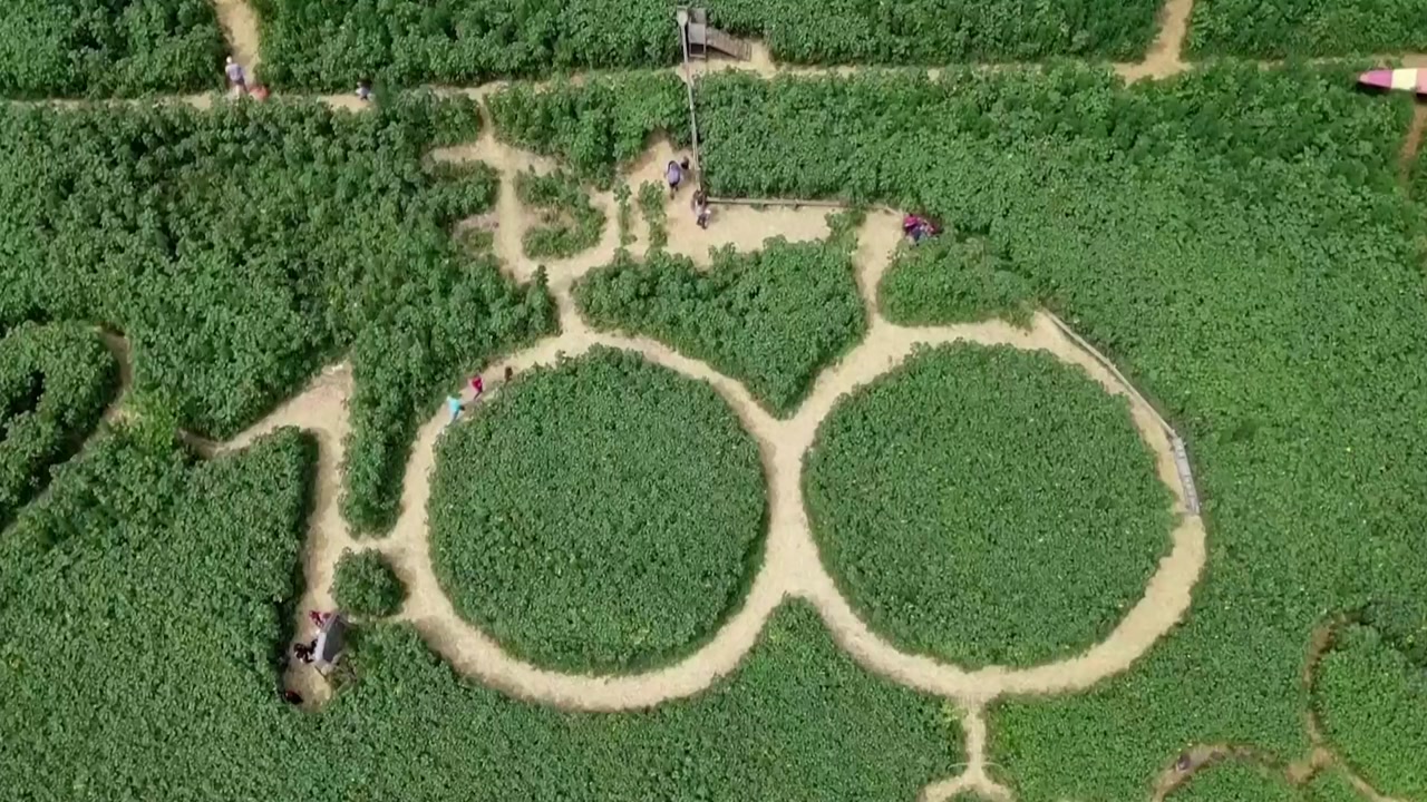 [국제]축구장 4개 크기 '미로 농장'...디즈니 100년 기념 | YTN