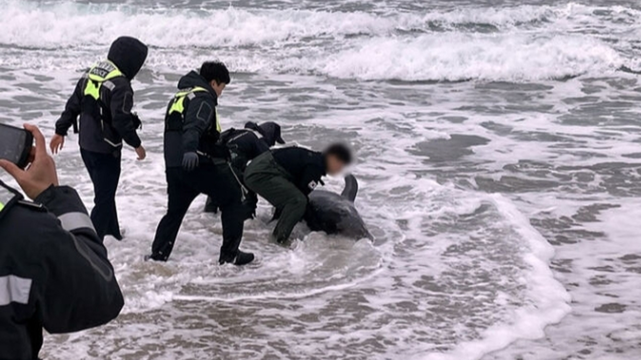 [사회]울진 해변에 산 채로 떠밀려온 180cm '큰머리돌고래' | YTN
