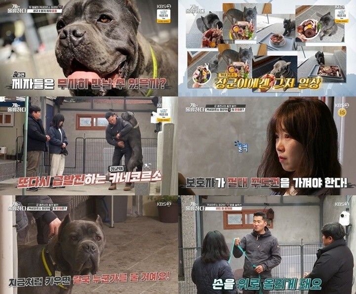 [방송]'개훌륭' 41kg 카네코르소 고민견, 달려들어 보호자 '휘청' | YTN