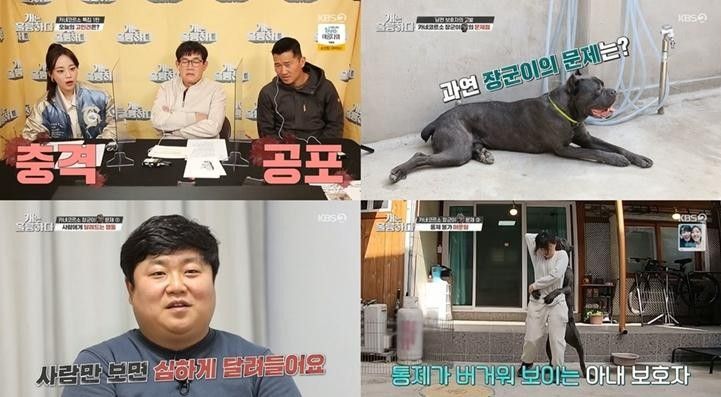 [방송]'개훌륭' 41kg 카네코르소 고민견, 달려들어 보호자 '휘청' | YTN