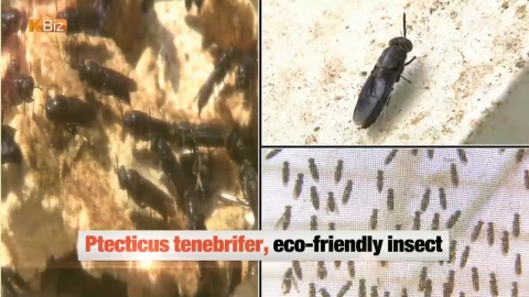 [K BIZ] Ptecticus Tenebrifers Breeding Facilities | YTN
